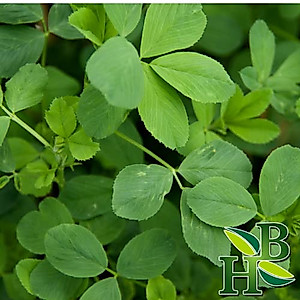 Alfalfa Herb Powder 4oz - Wildcrafted - Premium Quality - by Herb To Body