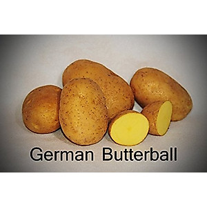 Color-Mix-Seed-Potato-Mix-Speciality-Potato-Blue-Red-Yellow-White-Excellent (5 LBS)
