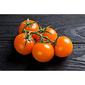 "Gold Nugget" Cherry Tomato Seeds for Planting, 25+ Heirloom Seeds Per Packet, (Isla's Garden Seeds), Non GMO Seeds, Botanical Name: Solanum lycopersicum 'Gold Nugget', Great Home Garden Gift