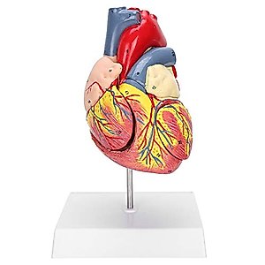 Brrnoo Human Heart Model 48 Anatomical Internal Structures, 2-Part Life Size Anatomically Accurate Numbered Heart Medical Model, 3 x Removable Parts for Teaching use