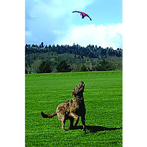 Chuckit! Flying Squirrel Spinning Dog Toy, Large (Orange/Blue), Multi Colored, for Medium breeds