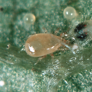 Natures Good Guys - Amblyseius swirskii (10 Sachets with 250 Mites)