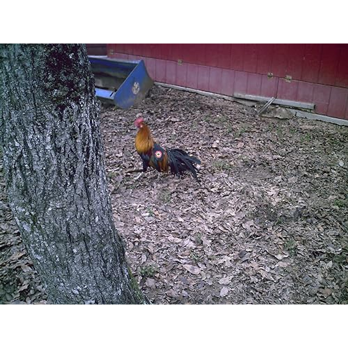 Hen Saver Poultry health equipment Single Strap Hen Apron Chicken Saddle, Khaki, Large US