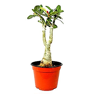 9GreenBox - Black Fire Desert Rose