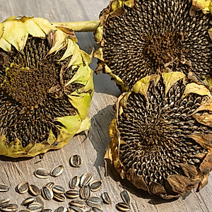 400+ Huge Organic Mammoth Grey Stripe Sunflower Seeds for Planting - Helianthus annuus - Attract Hummingbirds, Butterflies, Bees, & More - Large Flowers Produce Edible Seeds - Bulk Sun Flower Garden