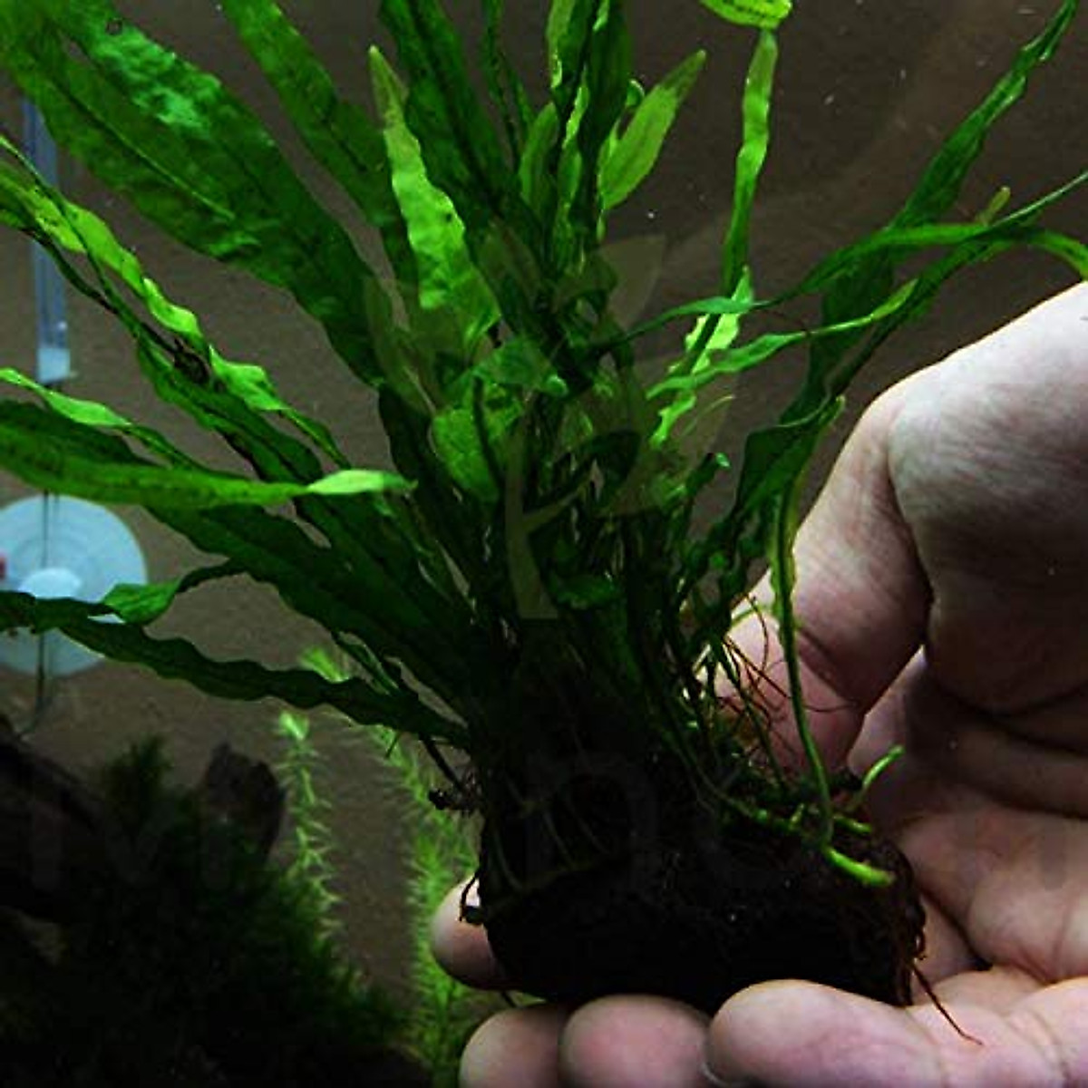Mainam Java Fern Planted on Driftwood Microsorum Pteropus Freshwater Easy Low Light Live Aquarium Plant Decorations 3 Days Guarantee