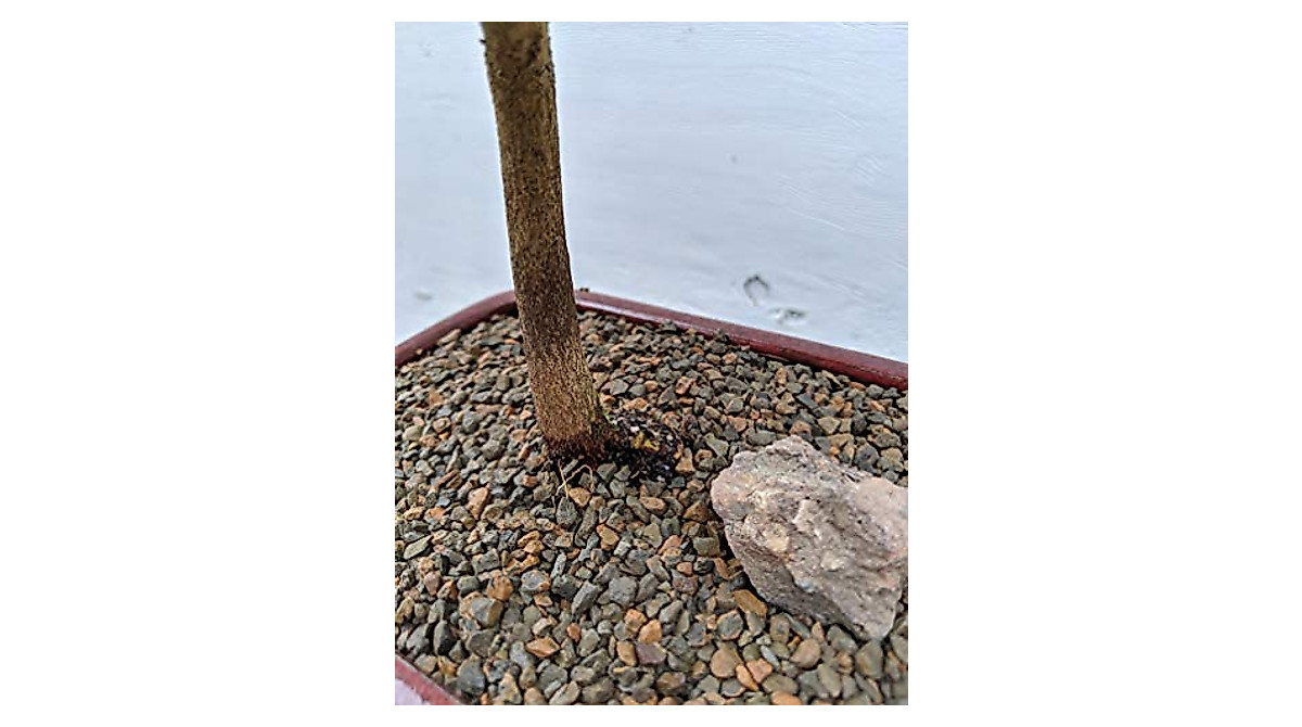 Dwarf Trident Maple Outdoor Bonsai - Vibrant Fall Colors