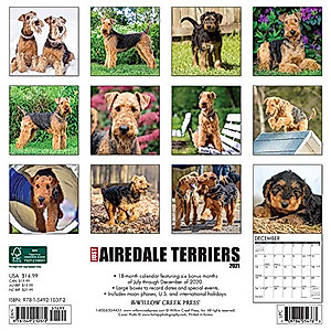Just Airedale Terriers 2021 Wall Calendar (Dog Breed Calendar)