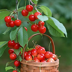 QEVJEKR 200+ Mix Dwarf Bonsai Fruit Tree Seeds for Planting, 4 Variety Individual Packs, 50+ Lemon Tree Seeds 50+ Cherry Tree Seeds 50+ Orange Tree Seeds 50+ Apple Seeds Organic Heirloom Fruit Seeds