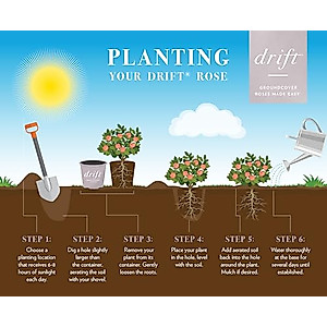 Drift Popcorn Rose, 2 Gal