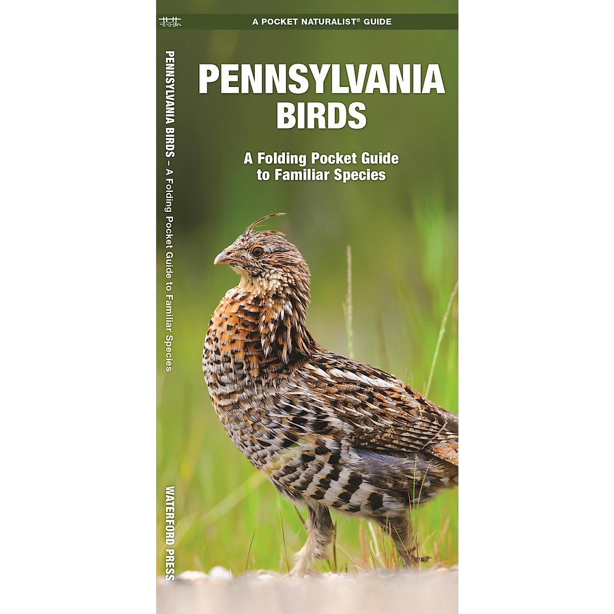 Pennsylvania Birds: A Folding Pocket Guide to Familiar Species (Nature Observation North America)