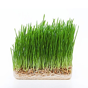 Todd's Seeds - 1 Pound of Wheatgrass Seeds - Non GMO Sprouting Seeds - Grind Into Whole Wheat Flour - Pet Grass - Cat Grass for Indoor Cats - Wheat Grass Seeds