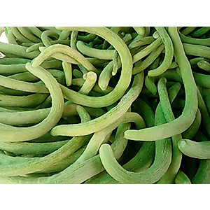 Armenian Pale Green Cucumber Seeds for Planting, 100+ Heirloom Seeds Per Packet, (Isla's Garden Seeds), Non GMO Seeds, Botanical Name: Cucumis sativus, Great Home Garden Gift
