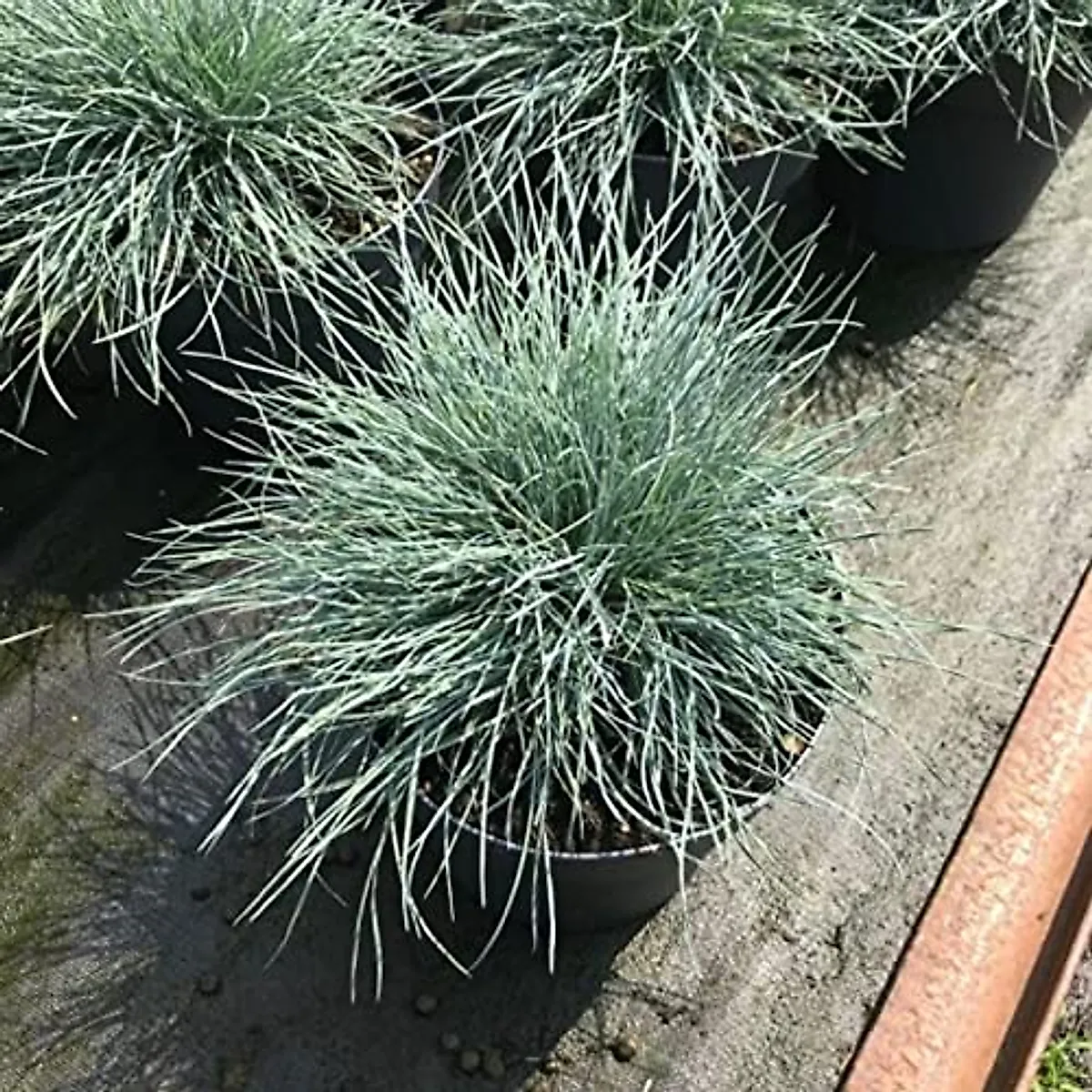 CHUXAY GARDEN Festuca Glauca-Blue Fescue Grass 50 Seeds All Season Ornamental Grass Seed