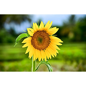 Dwarf Sunspot Sunflower Seeds for Planting, 25+ Flower Seeds Per Packet, (Isla's Garden Seeds), Non GMO & Heirloom Seeds, Botanical Name: Helianthus Annuus, Great Home Garden Gift