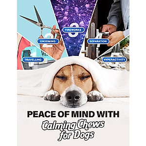 Charlie & Buddy Calming Chews for Dogs, Dog Anxiety Relief, Promote Relaxation, Dog Calming Chews with Melatonin for Dogs, Chamomile, Magnesium Citrate, 90 Soft Chews, Chicken Flavor