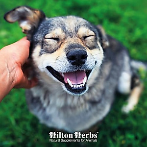 Hilton Herbs Canine Digest Support Supplement for Dogs, 4.4 oz Tub