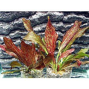 Potted Live Aquarium Plants | Freshwater Aquatic Plants for Aquariums (Red Flame Sword)