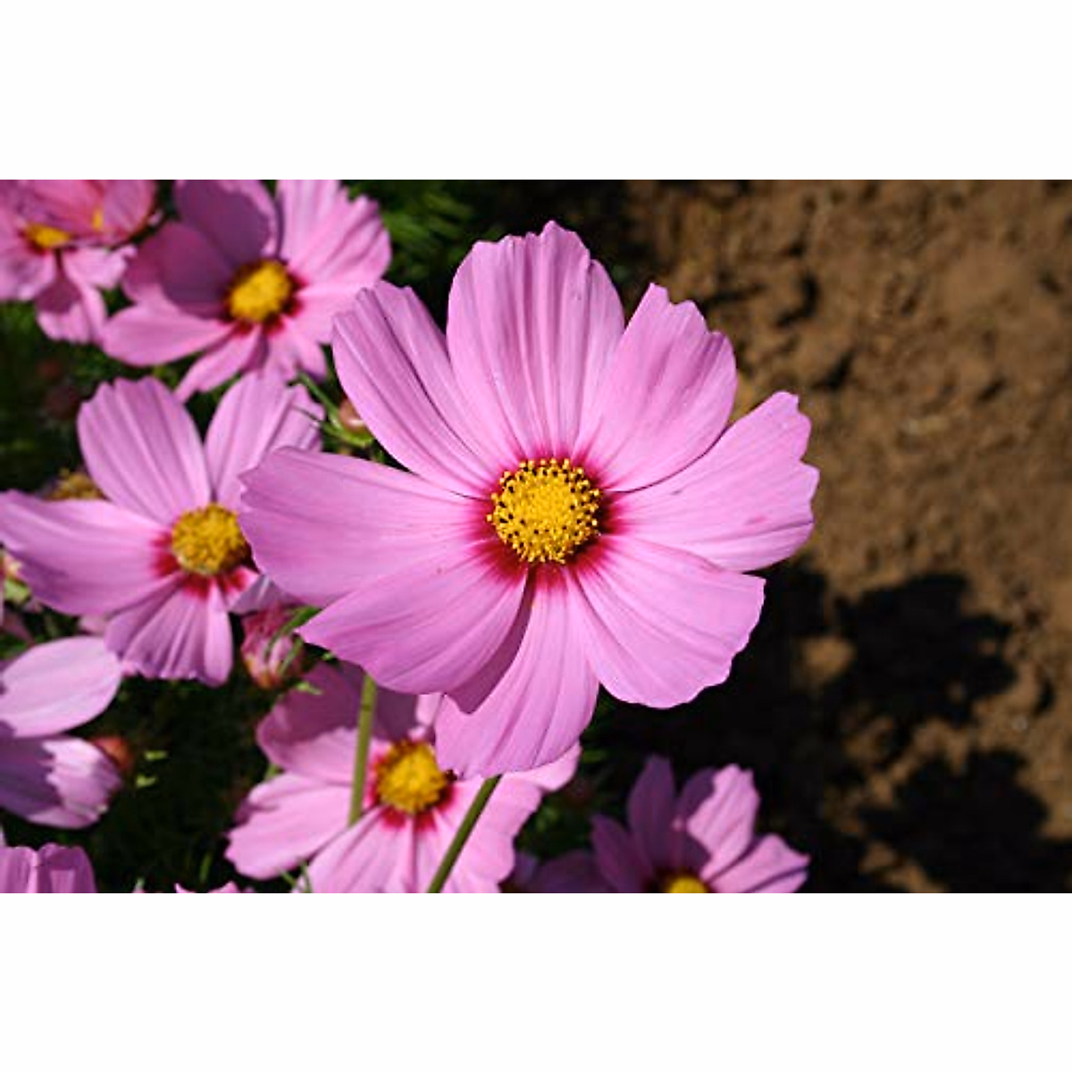 "Dwarf Pink" Cosmos Flower Seeds for Planting, 750+ Flower Seeds Per Packet, (Isla's Garden Seeds), Non GMO & Heirloom Seeds, Scientific Name: Cosmos bipinnatus