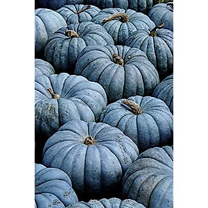 Exotic Blue Pumpkin Seeds | 40 Seeds Packet | Blue Jarrahdale Pumpkin Seeds