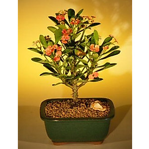 Bonsai Boy's Flowering Crown of Thorns Bonsai Tree - Pink Red euphorbia milii