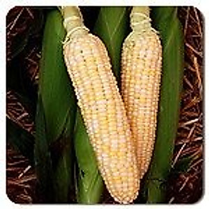 Bulk Organic Sweet Corn Seeds (1 LB) 3,000 Seeds