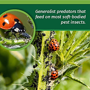 NaturesArt 1500 Live Ladybugs - Good Bugs for Garden - Ladybug Guaranteed Live Delivery* - Plastic Box, Container, Case.