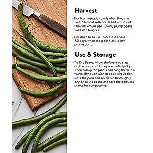 Burpee Three Color Blend Bush Bean Seeds 2 ounces of seed