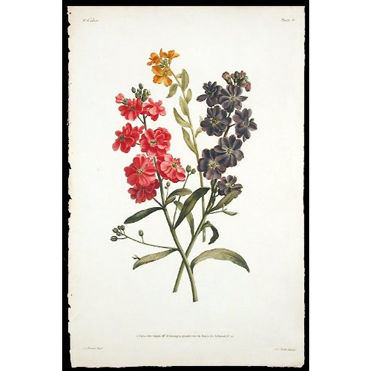 Etudes de Giroflee a rameau, et Giroflee jaune