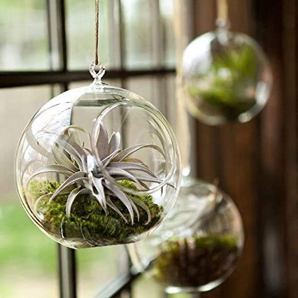 Mkono 3 Pack Glass Hanging Planter Air Fern Holder Terrarium Plants Hanger Vase Home Decoration Gift Idea for Succulent Moss Tillandsias Air Plants, Olive, Globe and Teardrop (Plant Not Included)