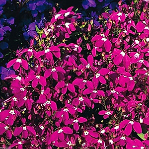 Outsidepride Lobelia Rosamond for Edging Borders, Rock Gardens, Hanging Baskets, Window Boxes, & Ground Cover - 10000 Seeds