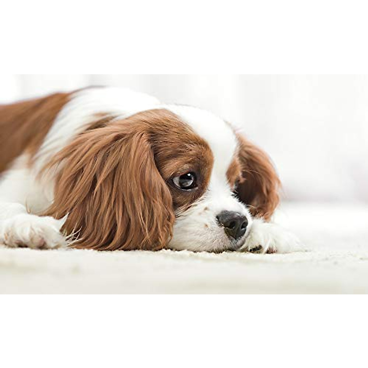 PET SUPPLEMENTS antioxidant for Dogs - Ultra Vitamins for Dogs - Chews - Powerful Formula - Mineral Complex - Vitamin e for Dogs Skin - 90 Treats (1 Bottle)