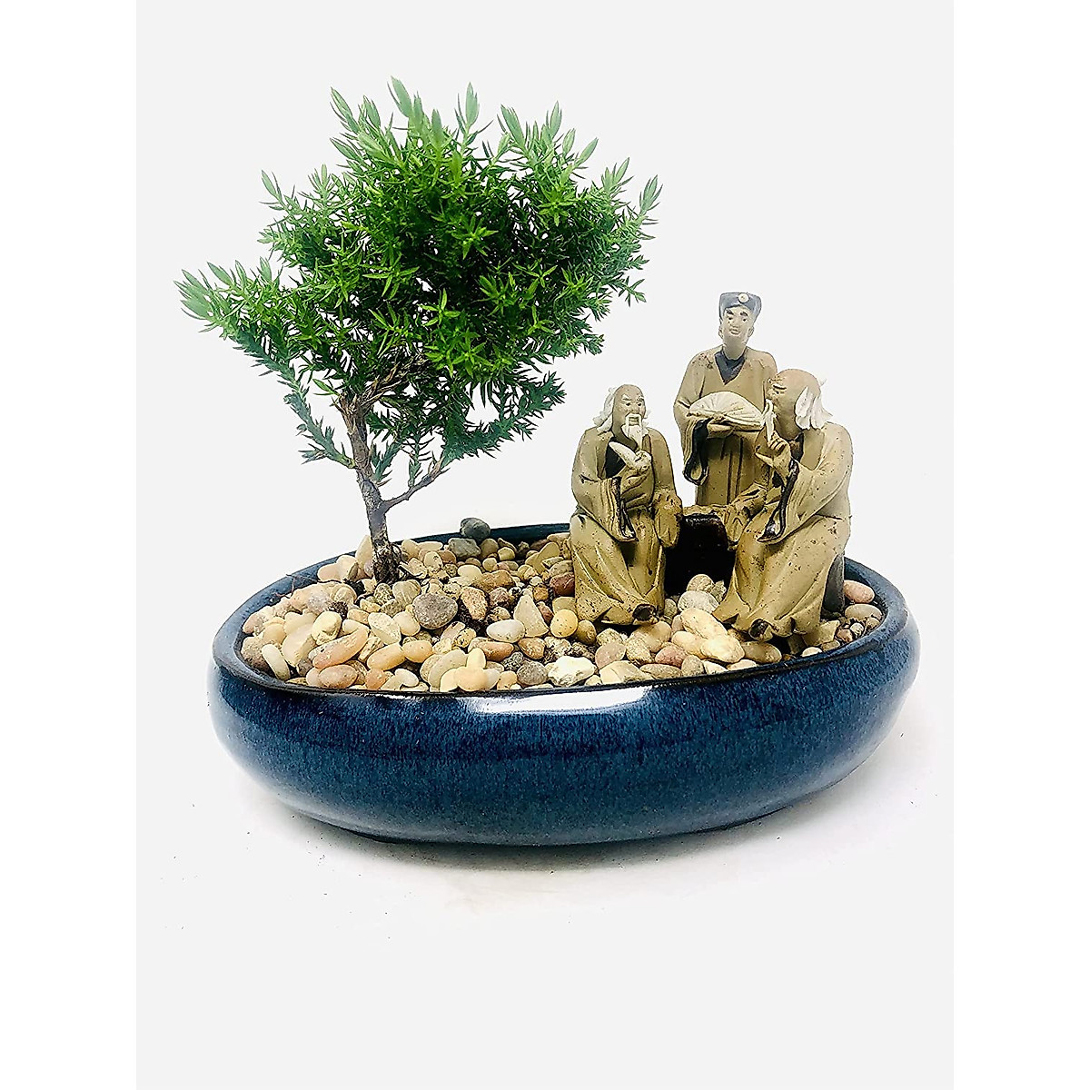 Juniper Bonsai Tree with Three Master's Reunion Ceramic Pot