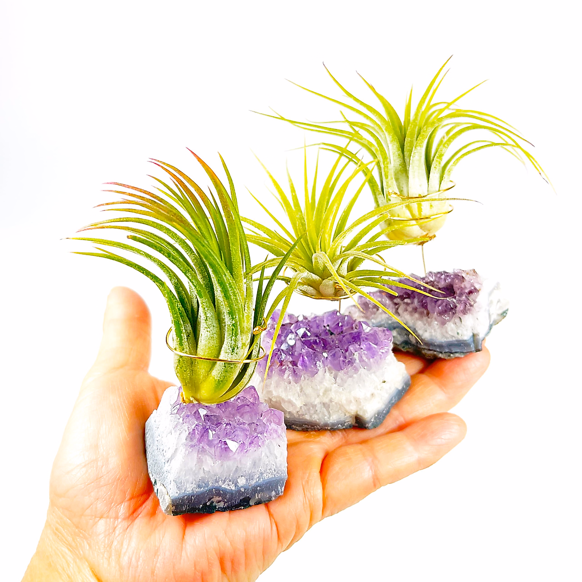 Set of 3 Small Amethyst Crystal Air Plant Holder Includes live Air Plant and Happy Birthday to You Gift Box