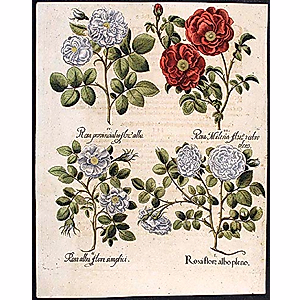 [White double-flowered Rose] Rosa flore albo pleno; [White rose] Rosa alba flore simplici; [Red Gallica Rose] Rosa Milesia flore rubro plens; [White semidouble-flowered Rose] Rosa provincialis flore albo