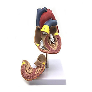 XINDAM 1: 1 Human Heart Model, Anatomically Accurate Heart Model Life Size Human Skeleton Anatomy for Science Classroom Study Display Teaching Medical Model