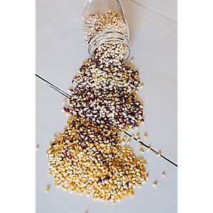 Amish Country Popcorn | 3-1 lb Bags | 1 lb Baby White, 1 lb Ladyfinger, and 1 lb Purple Popcorn Kernels Variety Pack | Old Fashioned, Non-GMO and Gluten Free (3-1 lb Bags)