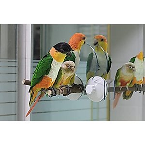 GJRGEG1Y Removable Window/Shower Perch Platform with Suction Cups for Bird Includes Stainless Steel Washer Robust and Stable Without Falling (Small)