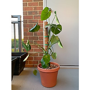 LE TAUCI Plant Ties, Garden Tape for Plant, Reusable Adjustable Thicker Support for Growing, Strong Grip, Tomato Vines Indoor Outdoor, 50 ft x 0.47 Inch, 1 roll, Green