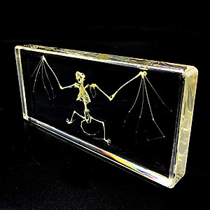 Real Bat Skeleton Specimen in Acrylic Block Paperweights Science Classroom Specimens for Science Education（5.5x2.5x1 Inch）
