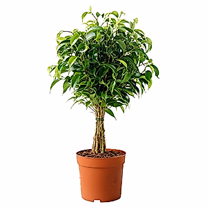 Ficus Benjamina Bonsai Weeping Fig Tree Benjamin Fig Ficus Tree Java Fig Chinese Banyan 20+ Seeds for Planting