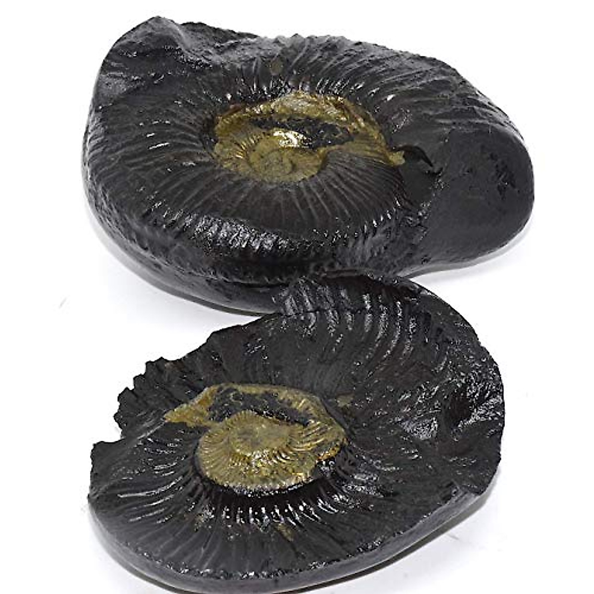 RUDRADIVINE Rudra Divine Natural Shaligram Stone/Shila AAA Quality for Home & Office from Gandaki River Nepal