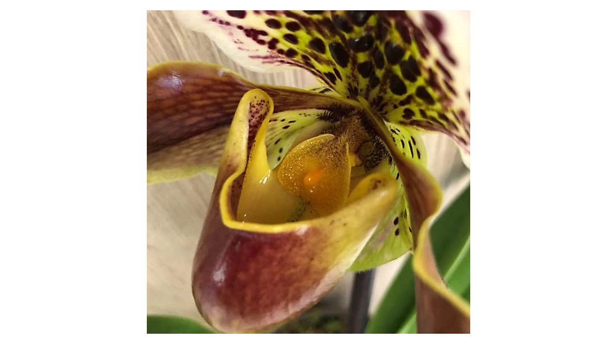 CHUXAY GARDEN Cypripedioideae-Lady's Slipper Orchids,Lady Slipper ...