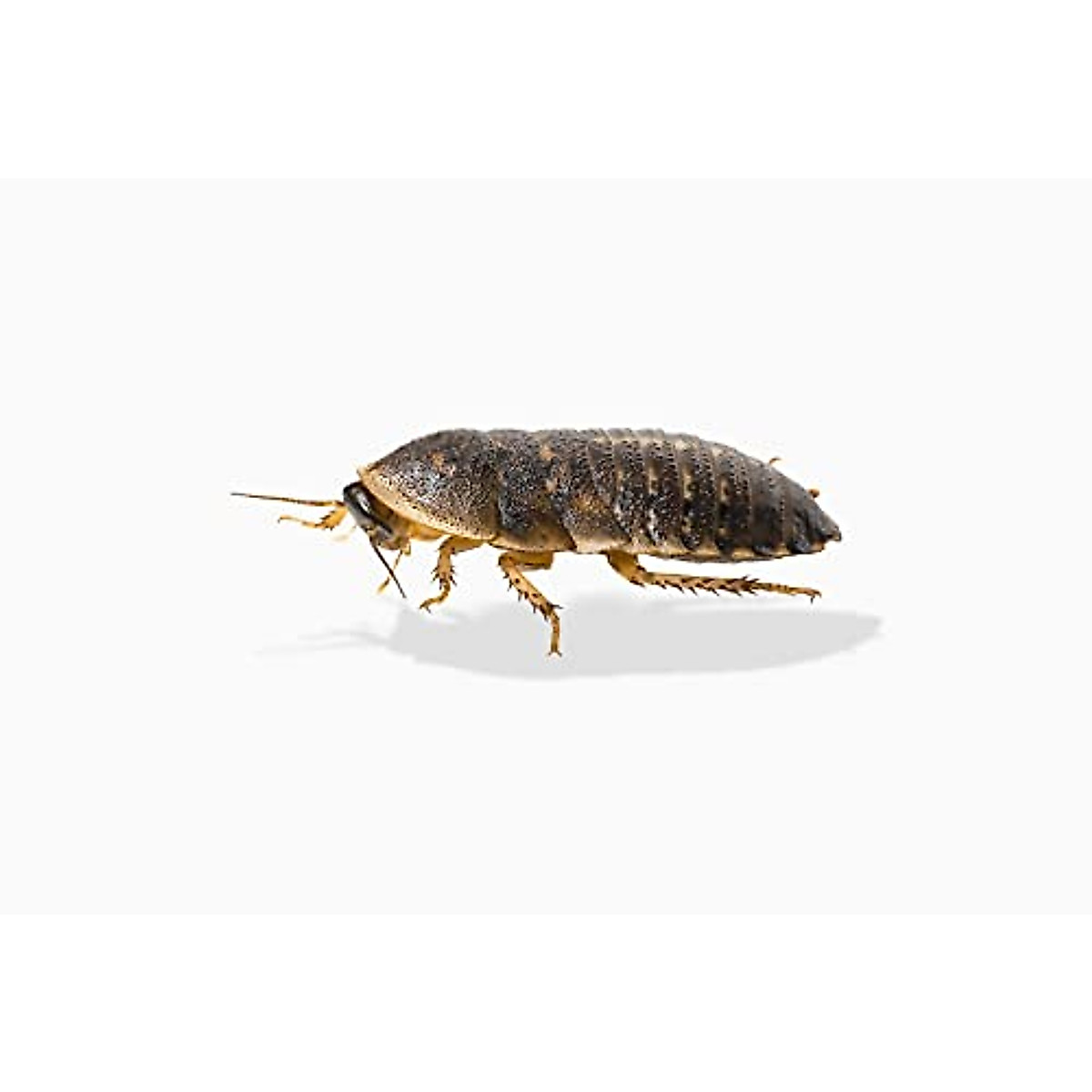 Live Dubia Roaches - 200 Medium Sized (3/8" to 3/4") Dubia Cockroaches - Living Pet Food for Reptiles, Amphibians, Rodents, Birds, Bearded Dragons, Leopard Geckos, Frogs, Tarantulas, Chameleons