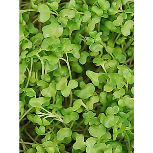 Golden Acre Cabbage Seeds: 1 Lb - Non-GMO, Heirloom Garden Seeds - Vegetable Gardening, Growing Microgreens