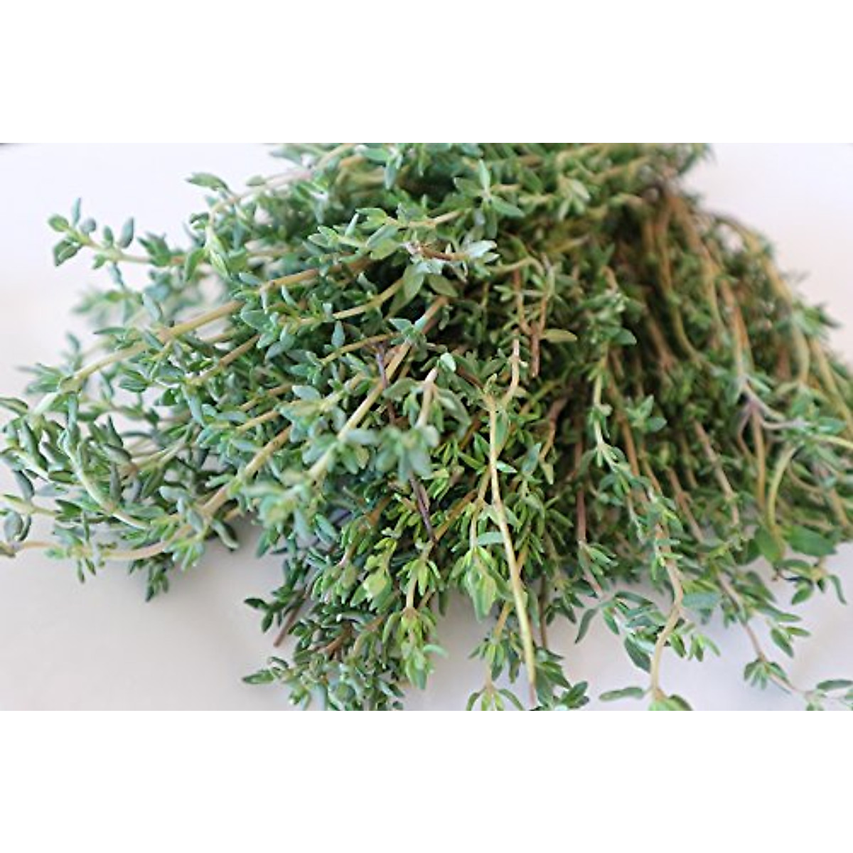 Gaea's Blessing Seeds - Thyme Seeds - Non-GMO - with Easy to Follow Planting Instructions - Herb Thymus Vulgaris 350mg 90% Germination