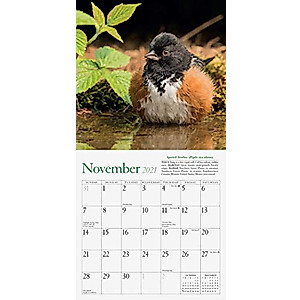 Audubon Songbirds Mini Wall Calendar 2021