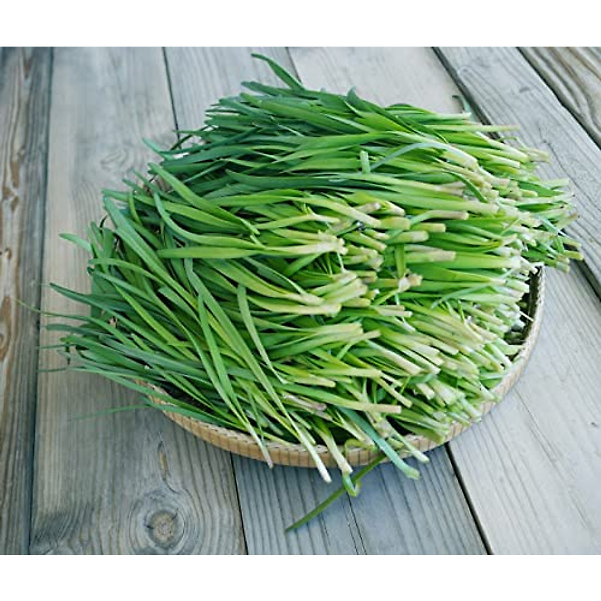 Chinese Leek Seeds for Planting(500 Seeds)