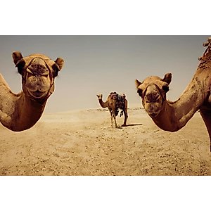 Laminated Close Up of Camels in Desert Photos Doha Qatar Photo Photograph Camel Pictures for Wall Africa Wildlife Egyptian Pyramids Camel Travel Tourism Poster Dry Erase Wall Art 18x12