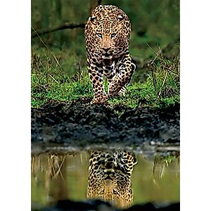 Buffalo Games - Allure of The Untamed - 500 Piece Jigsaw Puzzle